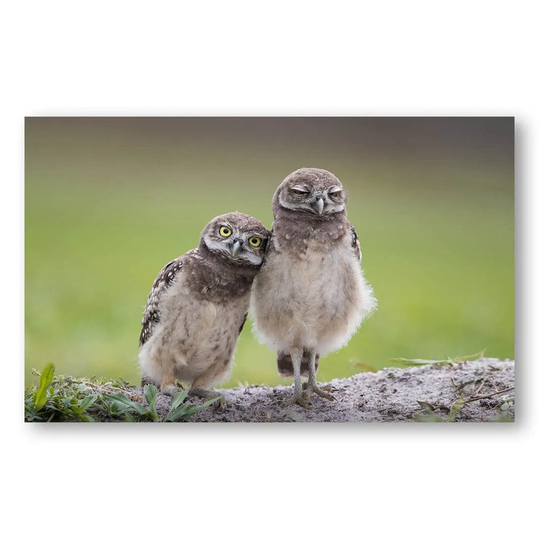 Owls Of Friendship Photo Print – Stone and Gray