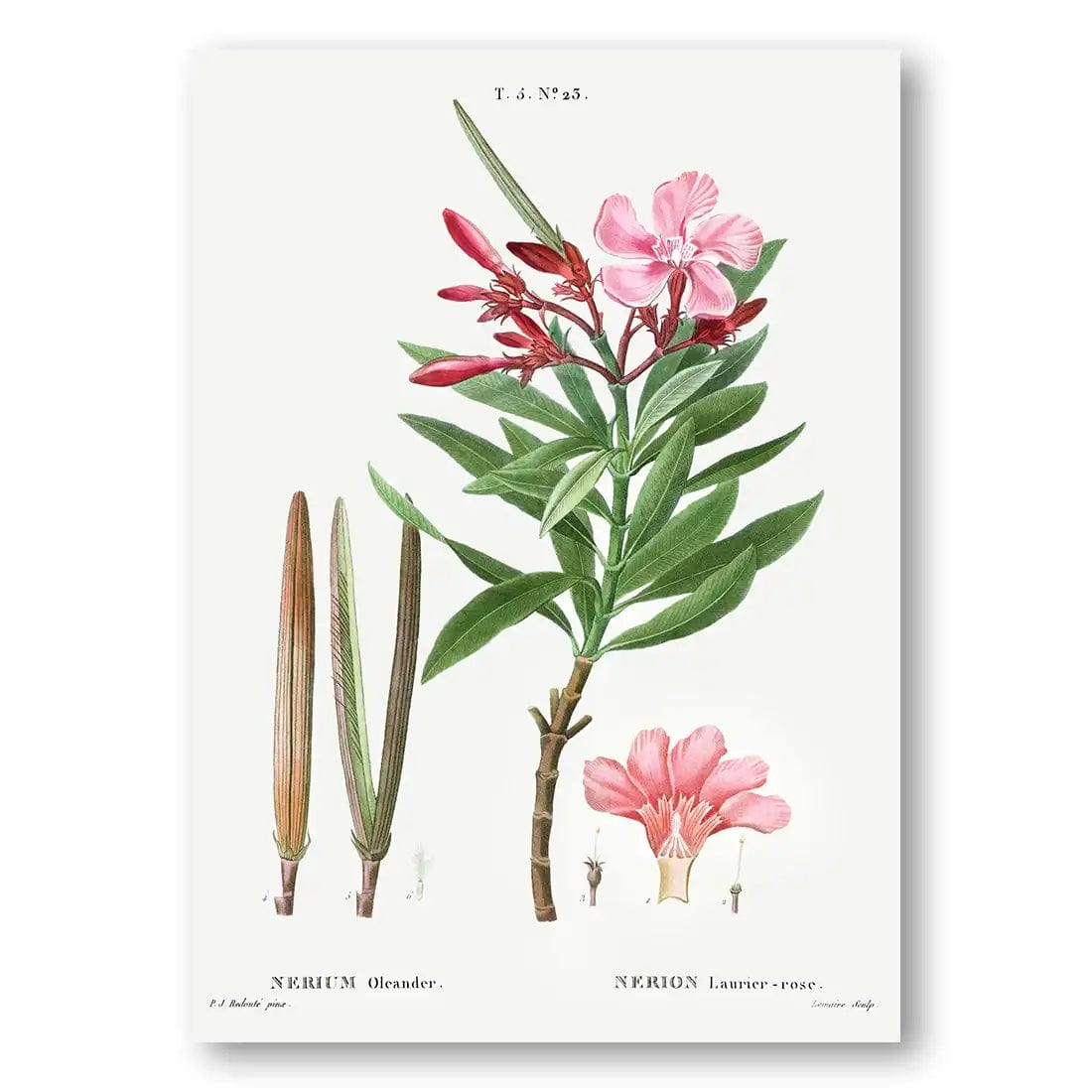 Oleander Vintage Botanical Art Print (Portrait) | Custom Sizes, Fine Art Paper & Canvas – Stone ...