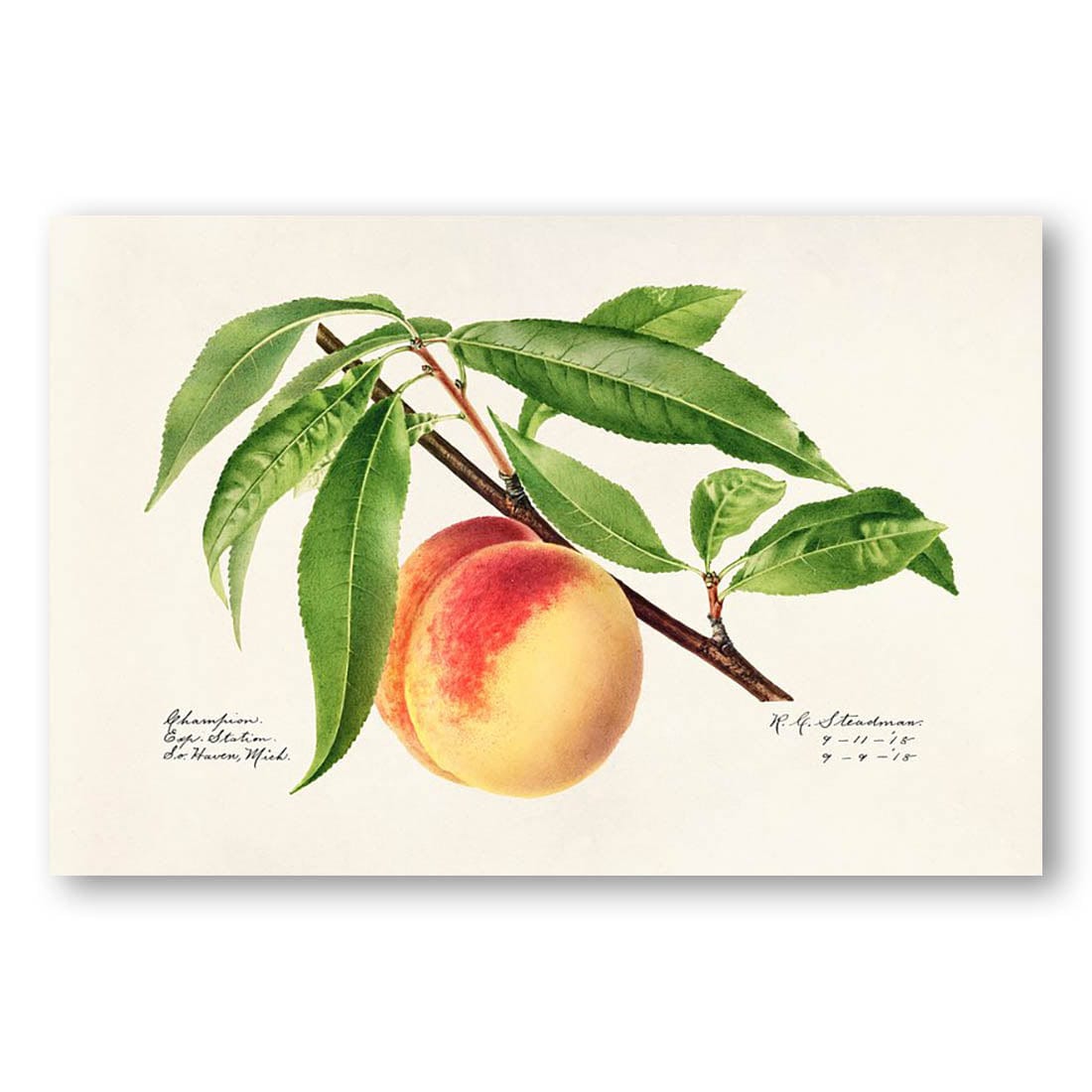 Peach Twig by Royal Charles Steadman Art Print – Stone and Gray