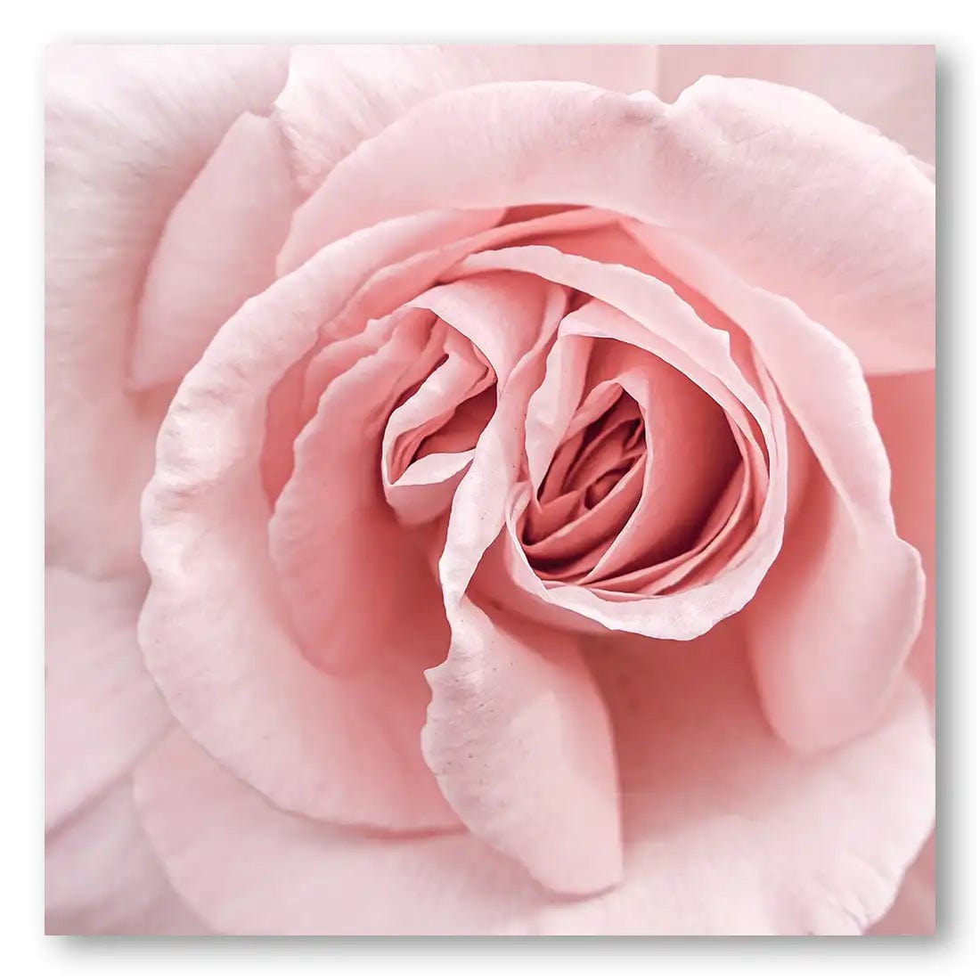 Pink Rose by Henrike Schenk Print – Stone and Gray