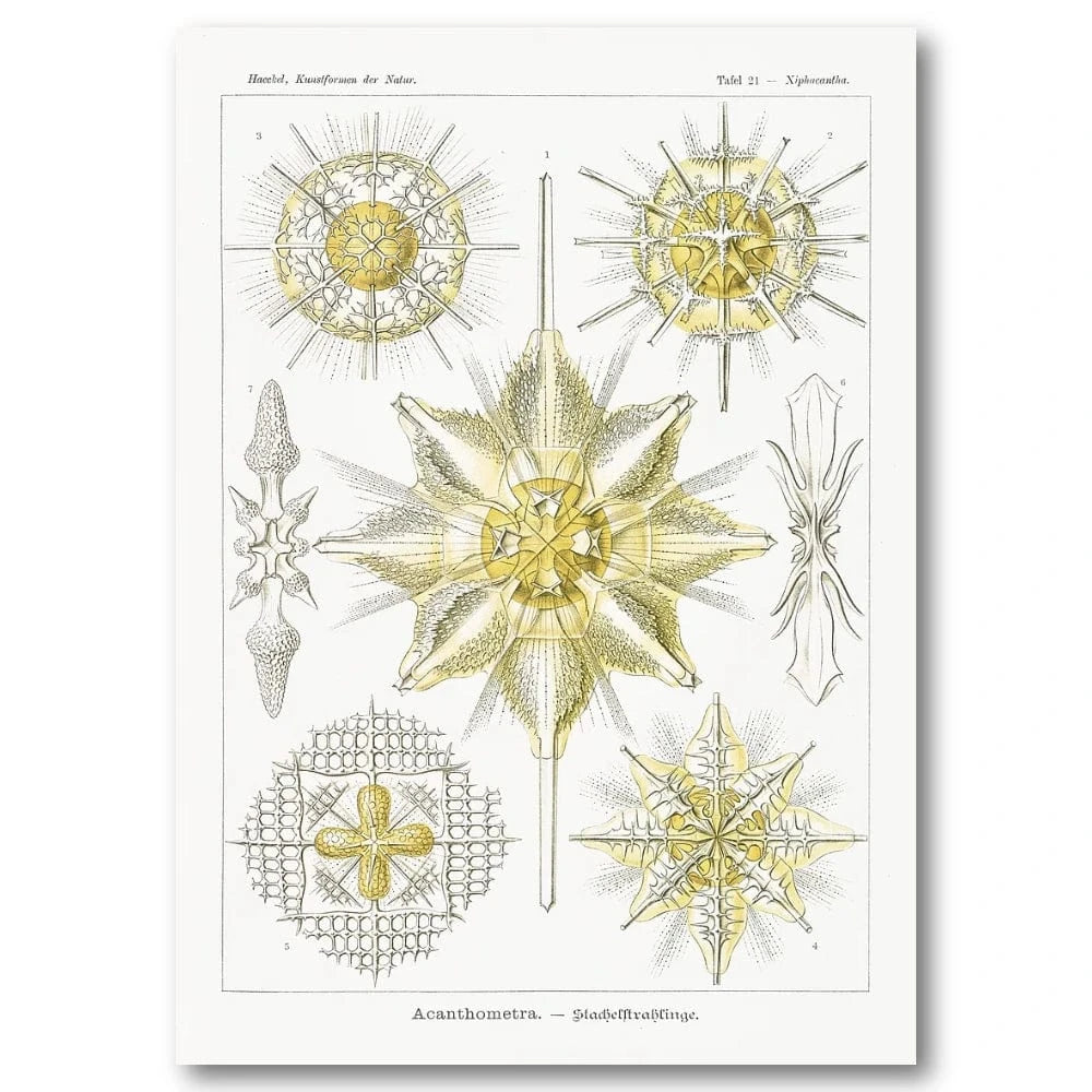 Acanthometra Scientific Illustration Art Print – Stone and Gray