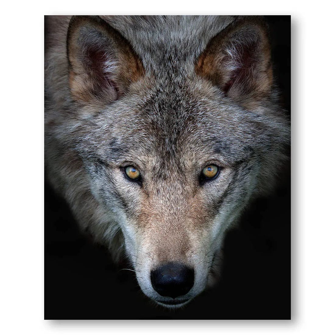Golden Gaze Timber Wolf Photo Print – Stone and Gray