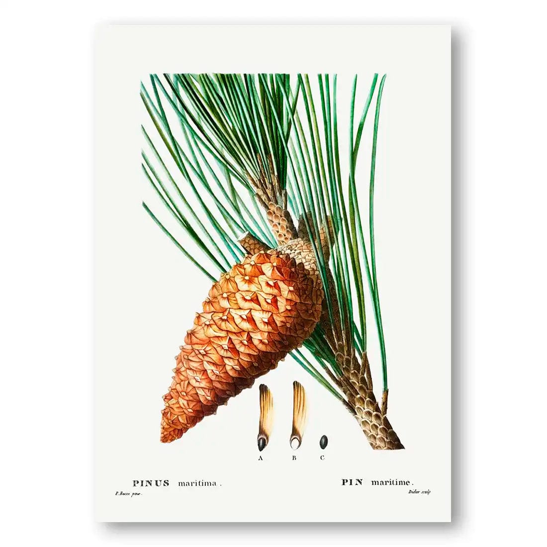 Maritime Pine Conifer Art Print | Custom Sizes, Fine Art Paper & Canvas ...