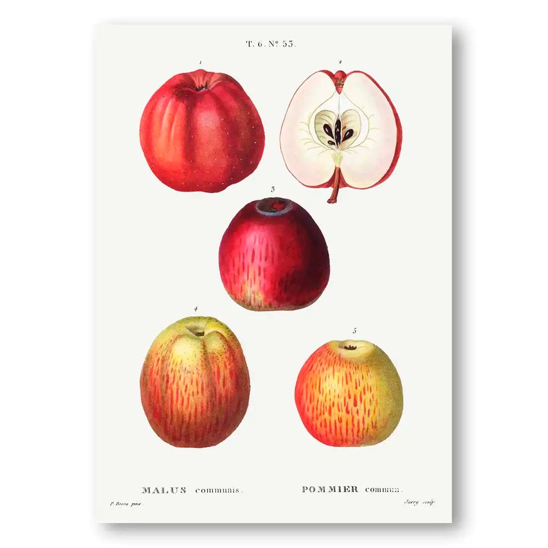 Vintage Apple Art Print – Stone and Gray