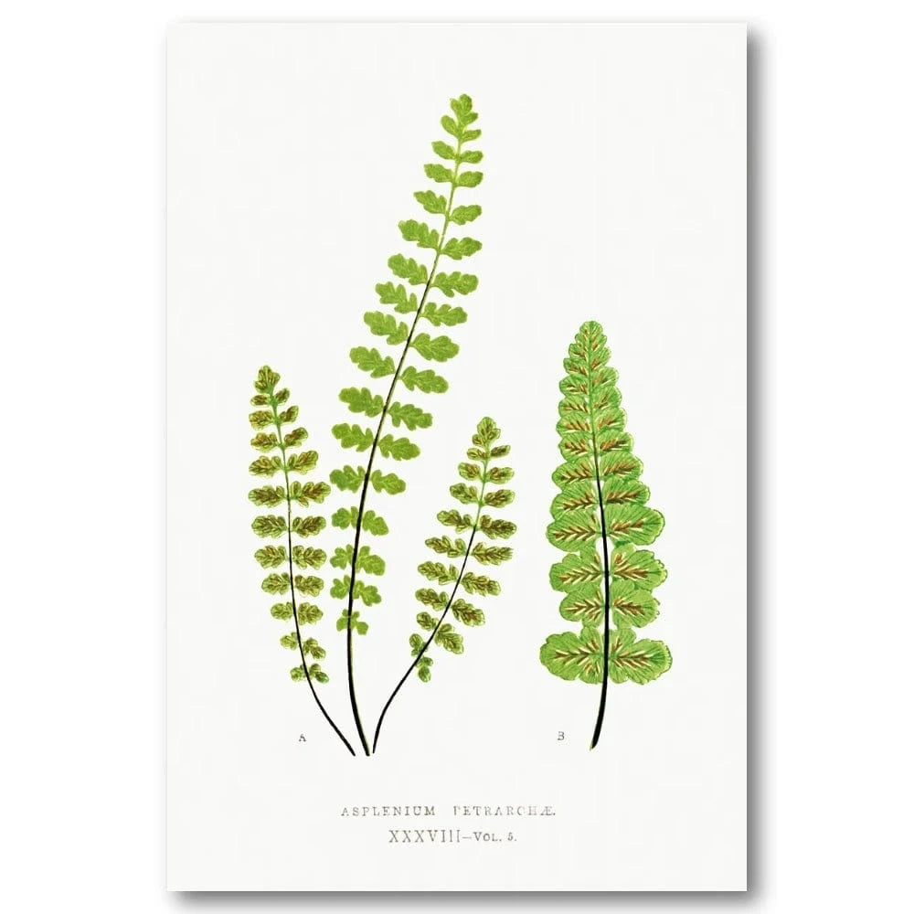 Asplenium Petrarchae Botanical Art Print – Stone and Gray