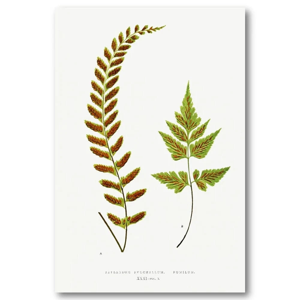 Victorian Ferns Illustration Art Print – Stone and Gray