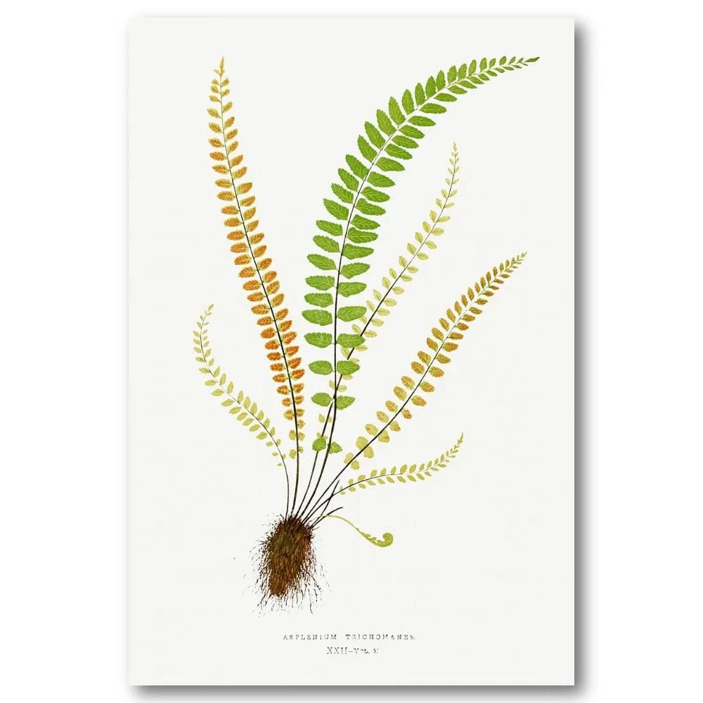 Asplenium Trichomanes Botanical Art Print – Stone and Gray