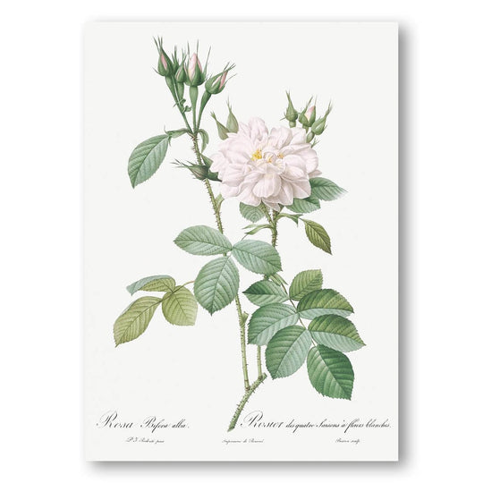 Autumn Damask Rose Art Print – Stone and Gray