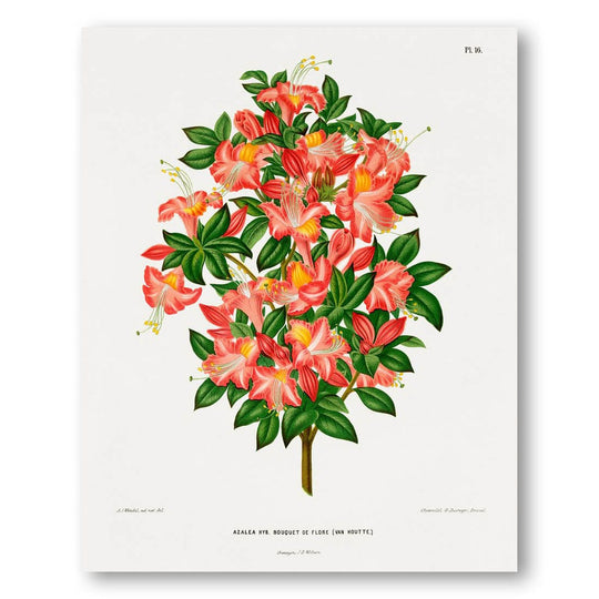 Azalea Bouquet de Flore by Wendel Art Print – Stone and Gray