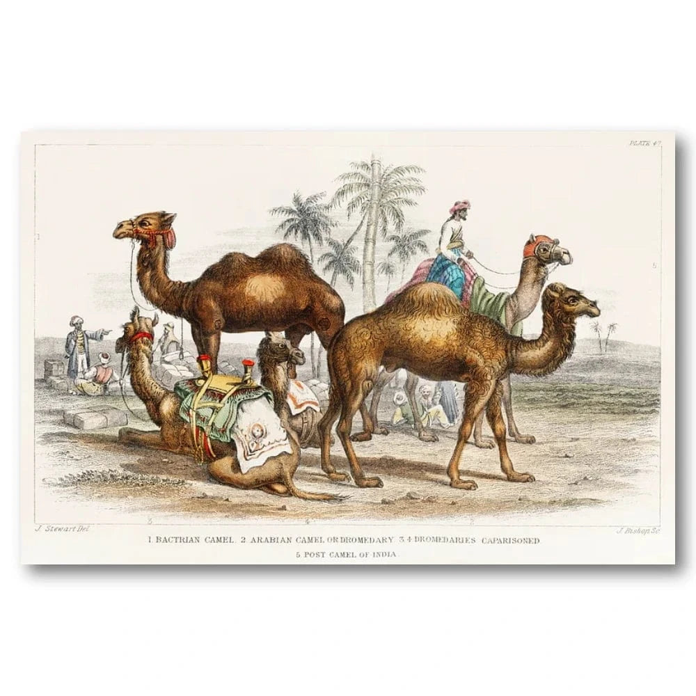 Camels of India Art Print – Stone and Gray