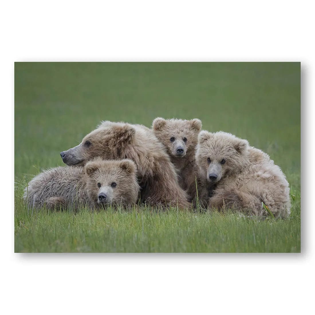 Grizzly Family Huddle Photo Print – Stone and Gray