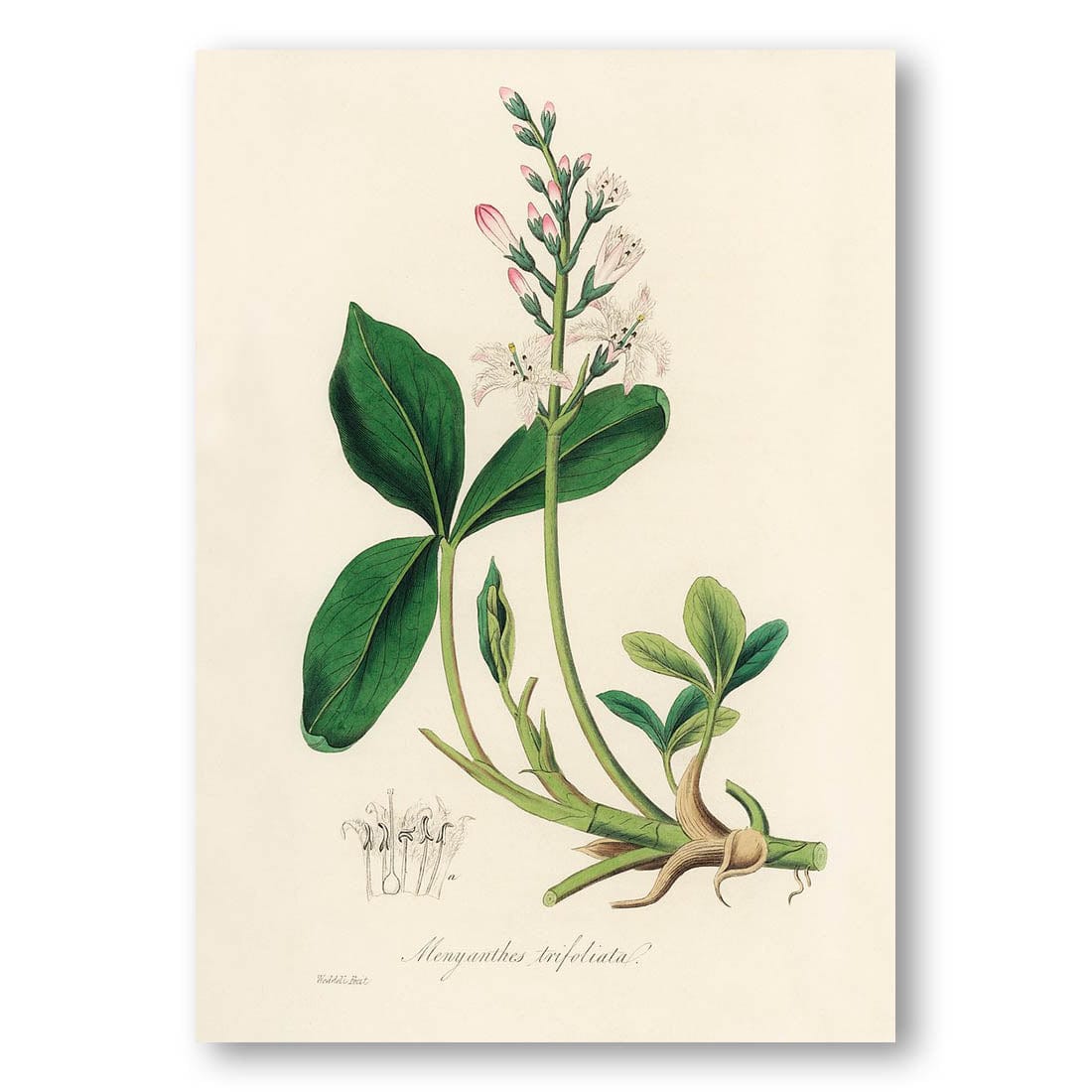 Bogbean Illustration by John Stephenson Art Print – Stone and Gray