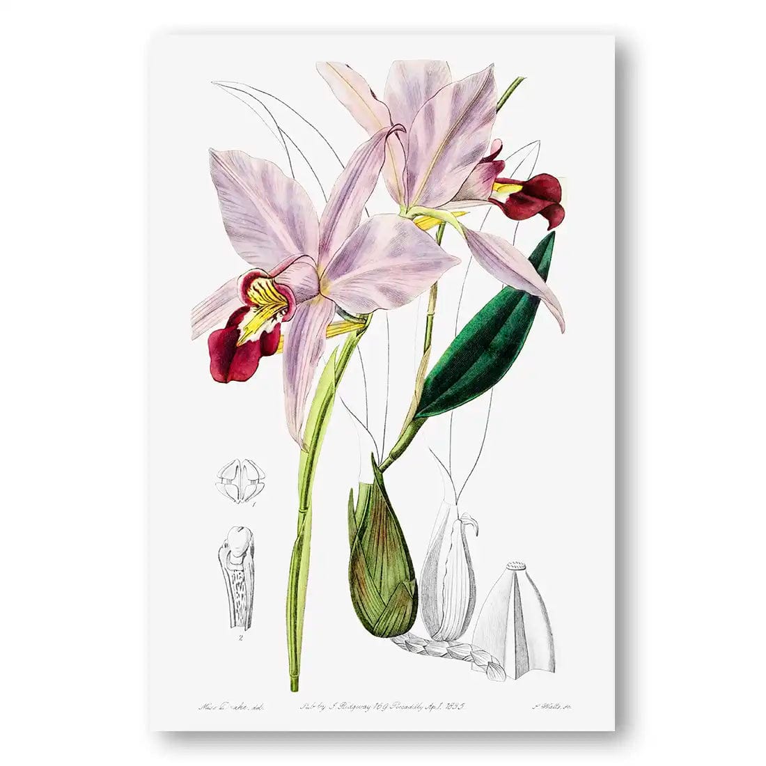 Bordered Dwarf Cattleya Vintage Flower Art Print – Stone and Gray