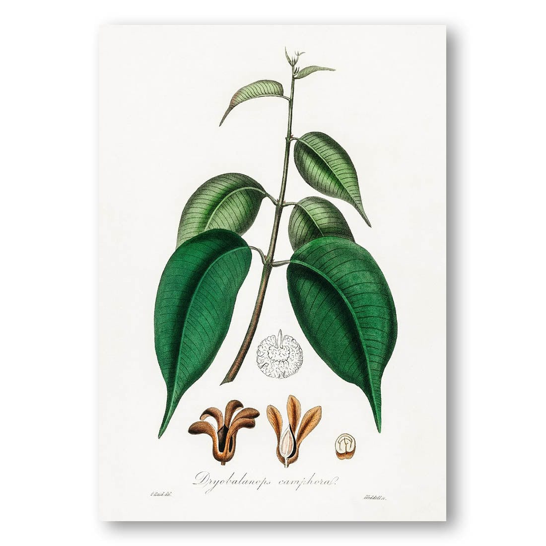 Borneo Camphor Illustration by John Art Print – Stone and Gray