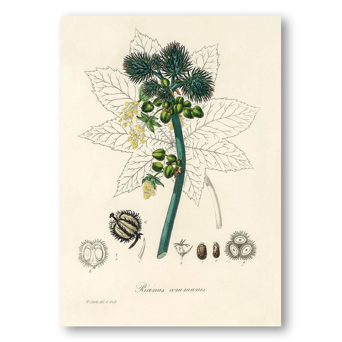 Castor Oil Plant Illustration by W. Clark Art Print – Stone and Gray