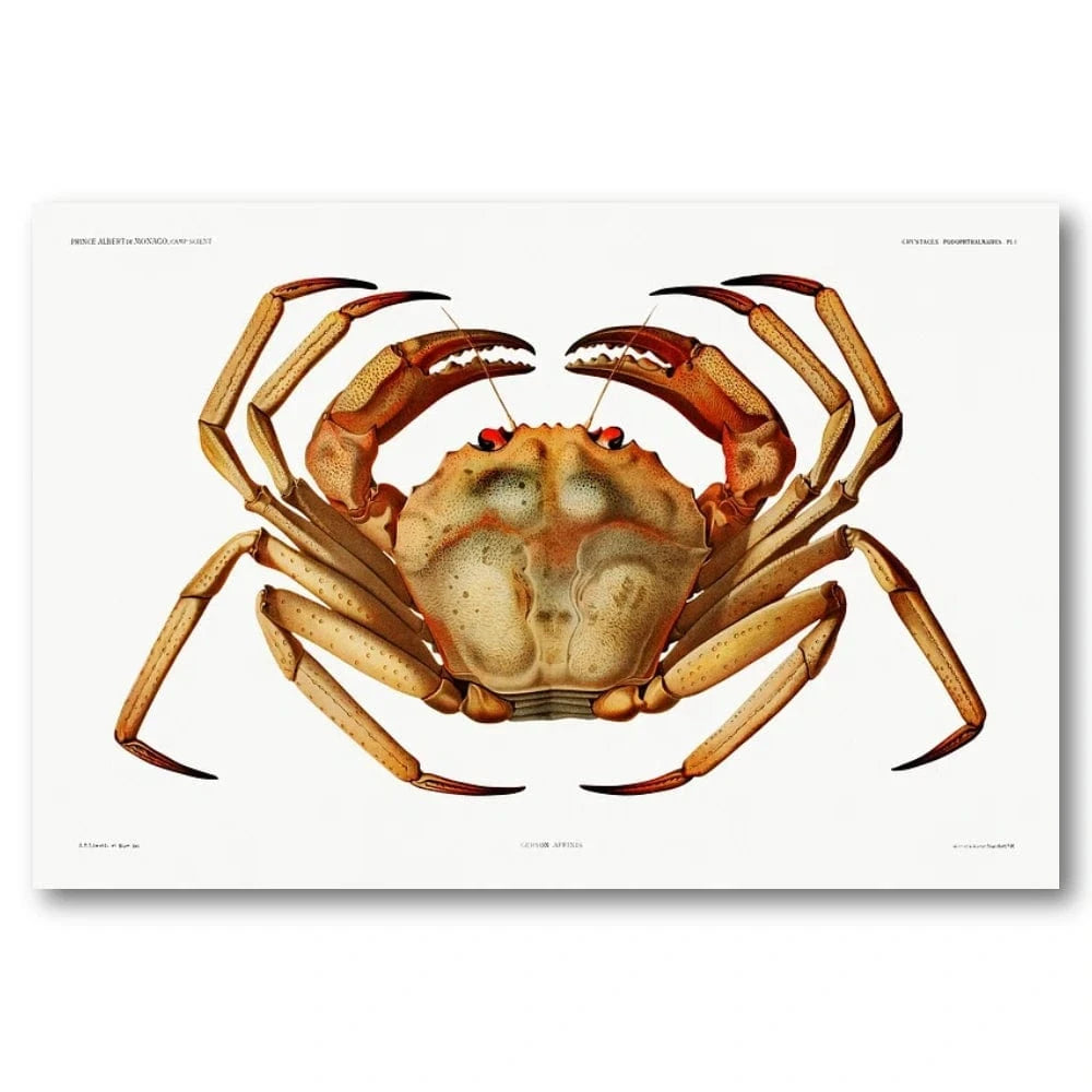 Atlantic Deep Sea Red Crab Art Print – Stone and Gray