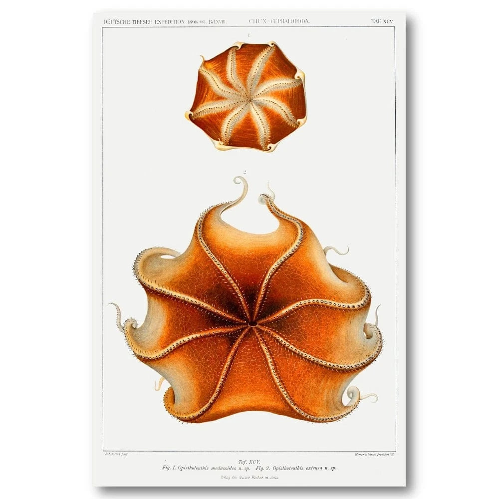 Cirrate Octopus by Carl Chun Art Print – Stone and Gray