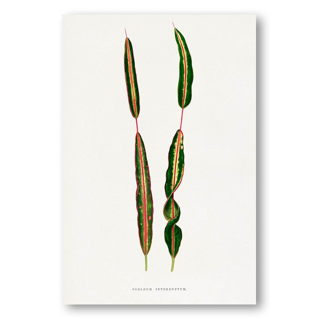 Codiaeum Interruptum Leaf Art Print – Stone and Gray