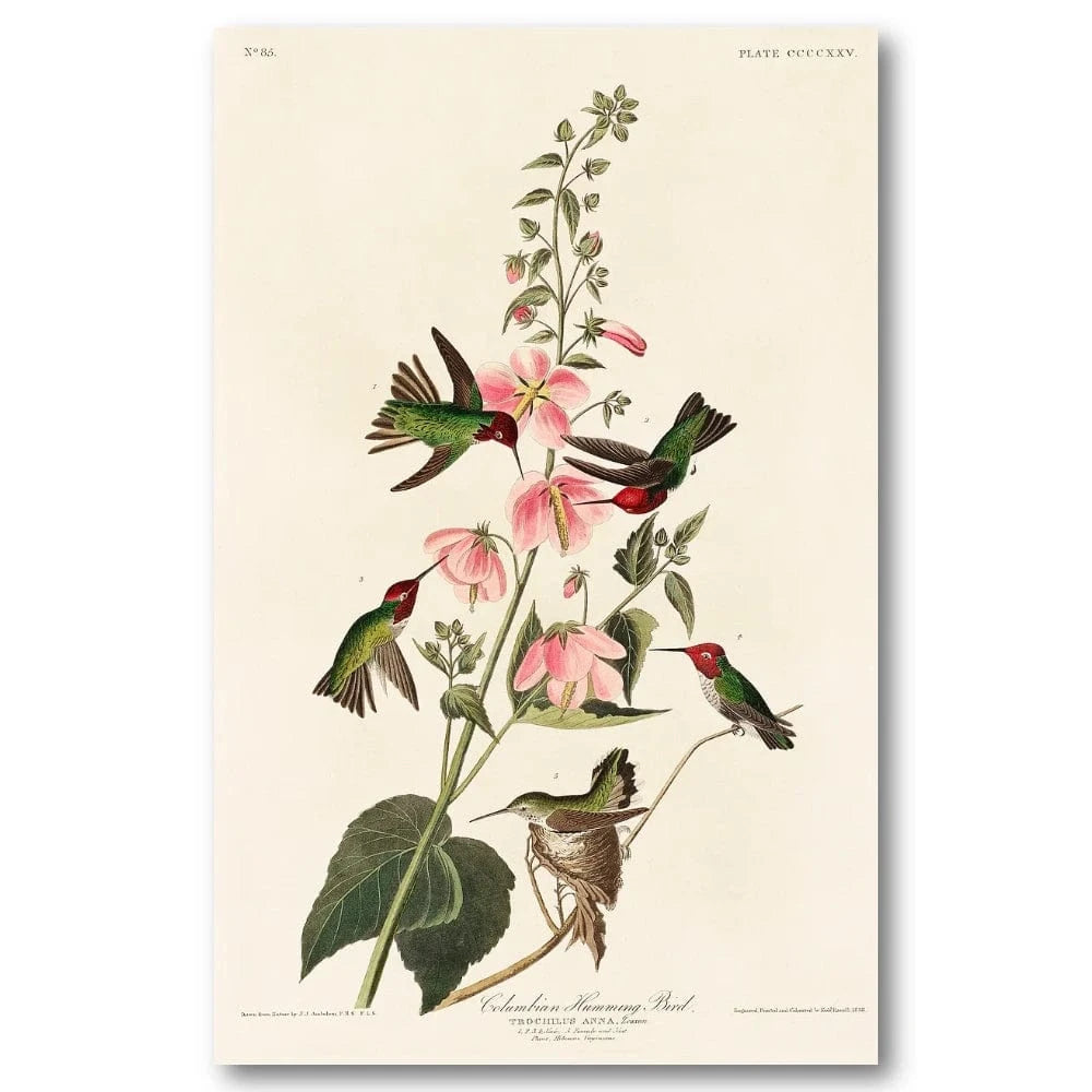 Columbian Hummingbird Art Print – Stone and Gray