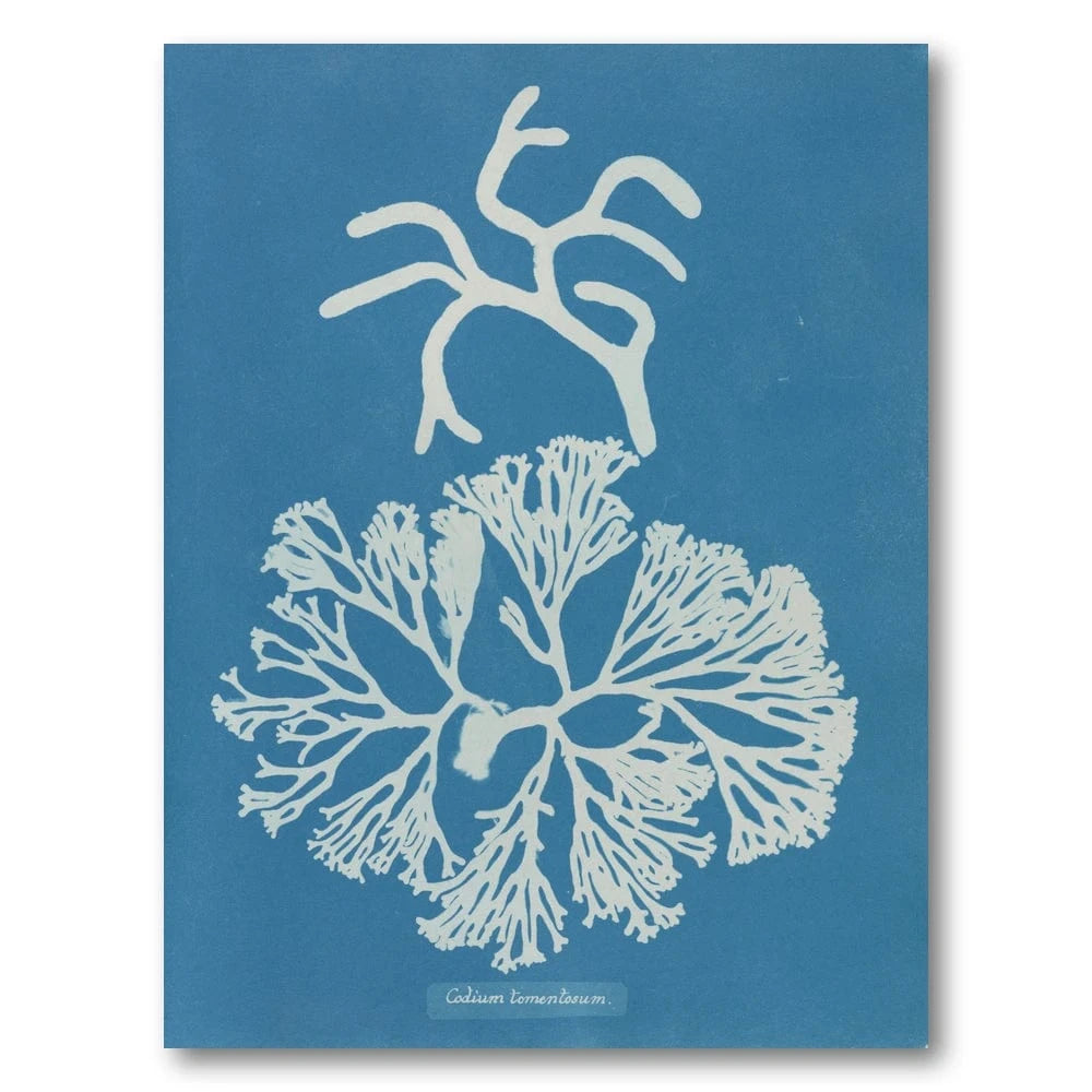 Vintage Blue Coral 3 Art Print – Stone and Gray