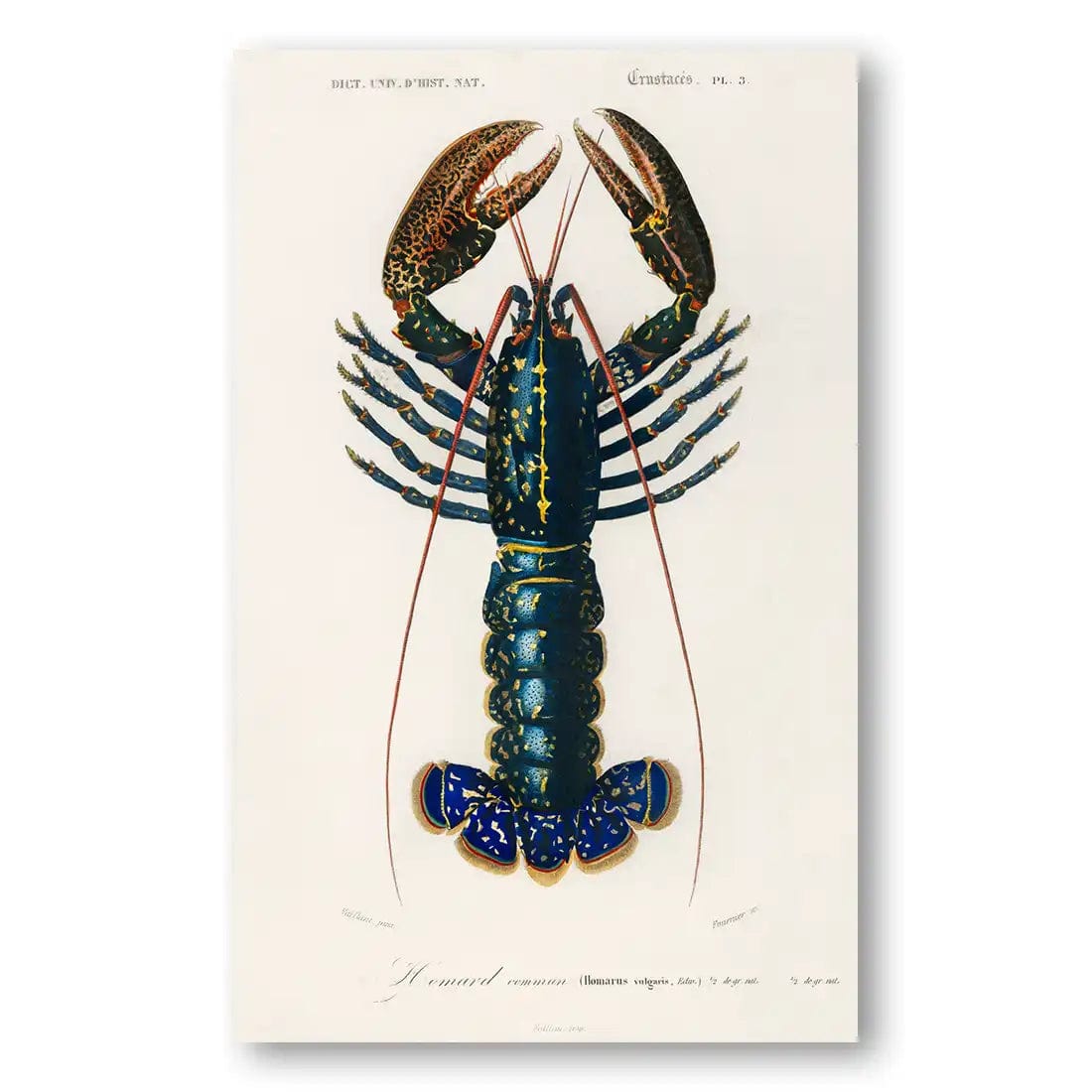 Crimson Crawfish Vintage Art Print – Stone and Gray