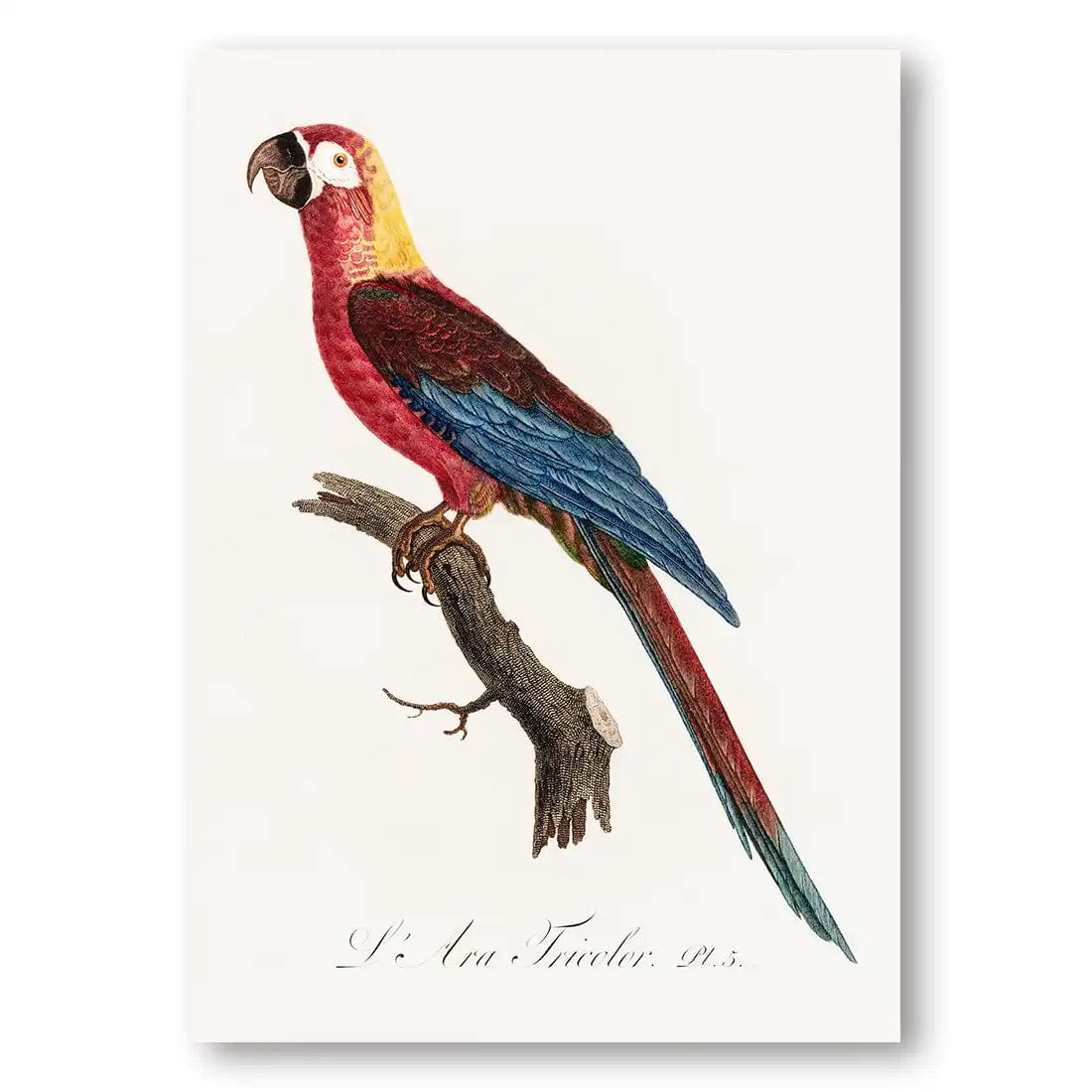 Cuban Macaw Vintage Parrot Art Print – Stone and Gray