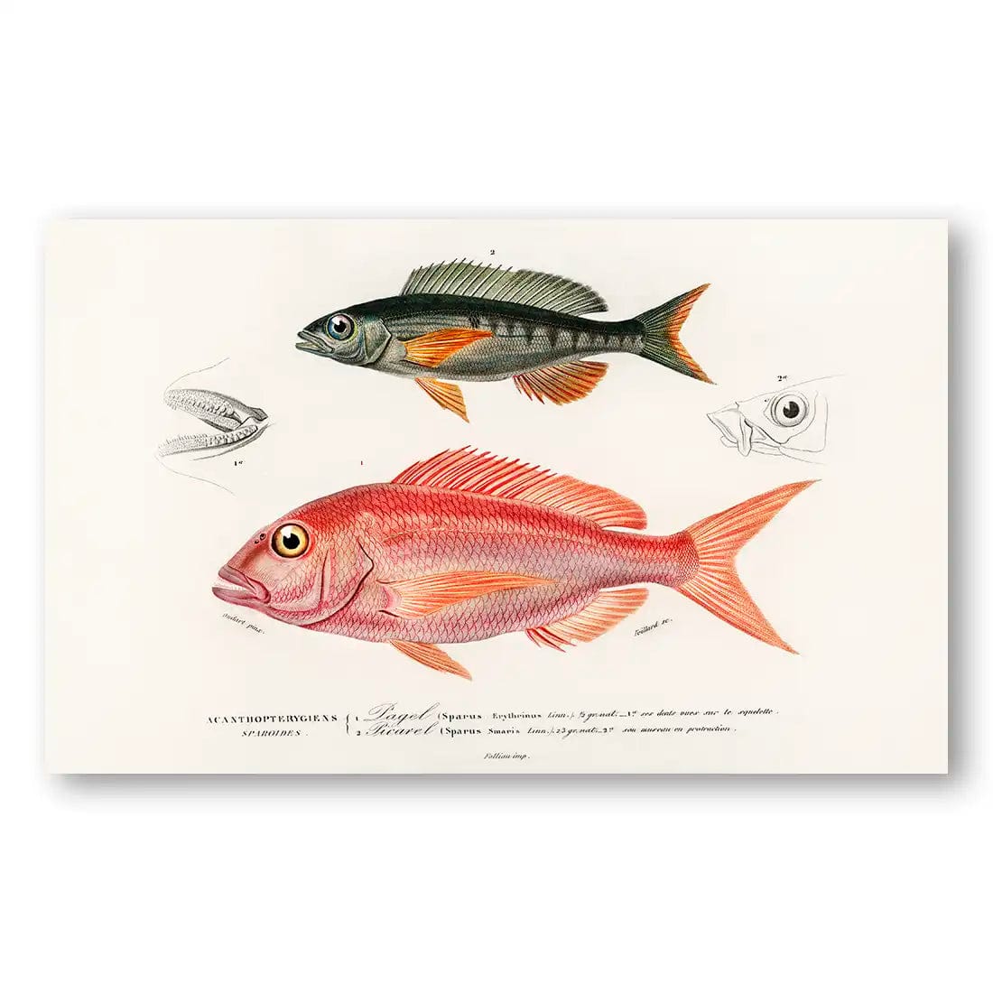 Vintage Fish Illustration Art Print 3 (Portrait) | Custom Sizes, Fine ...