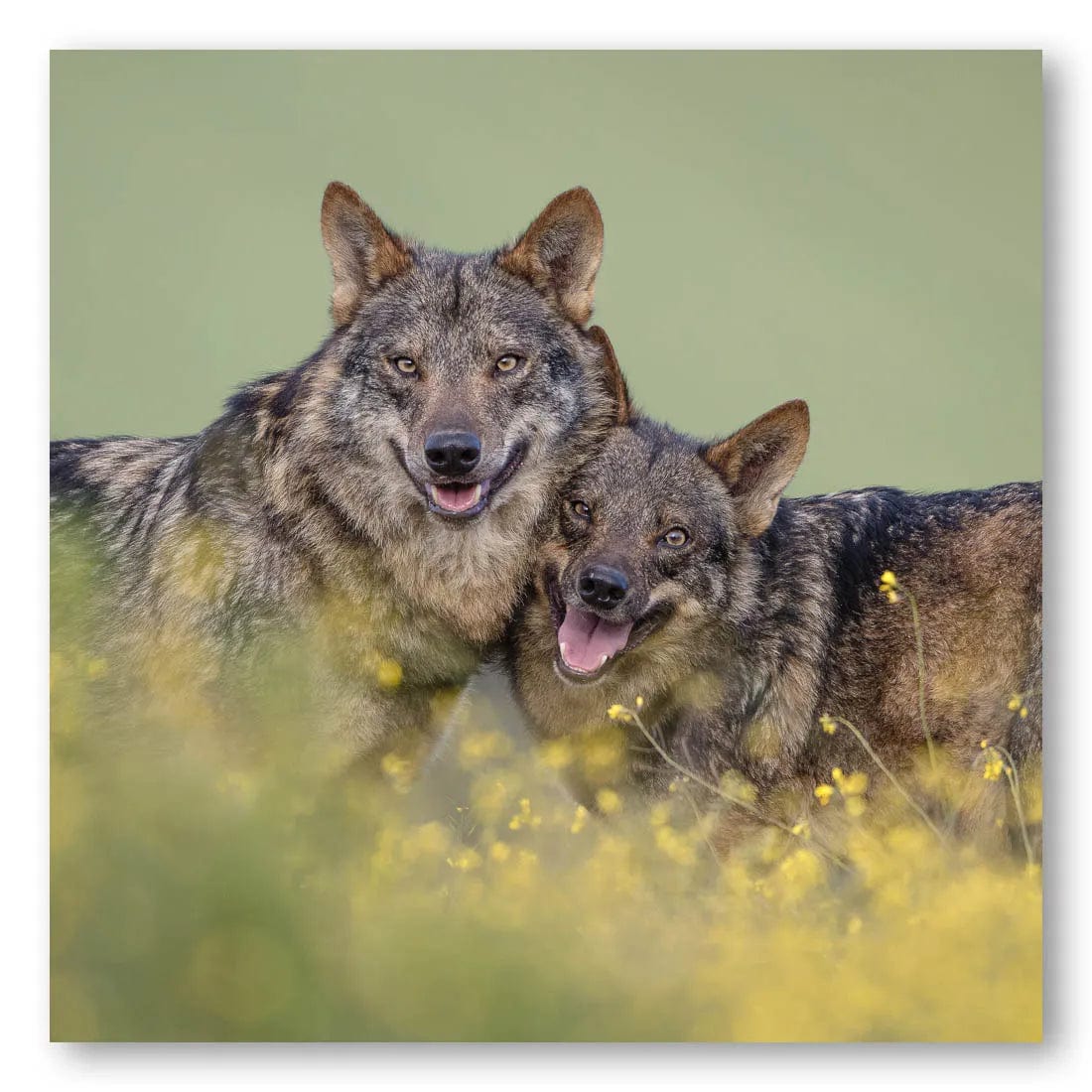 Wolf Family Portrait Photo Print – Stone and Gray
