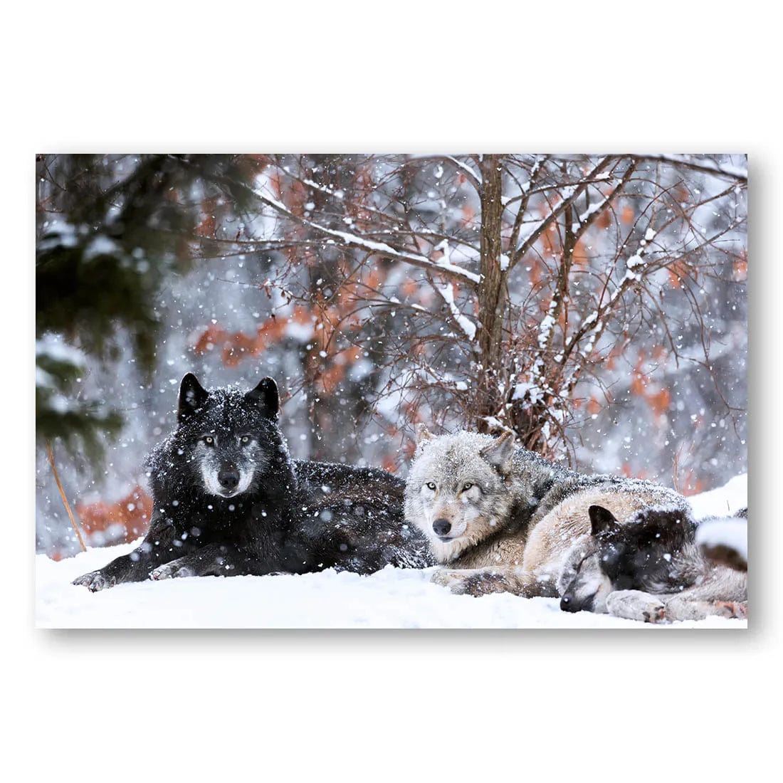 Winter Wolf Family Photo Print – Stone and Gray