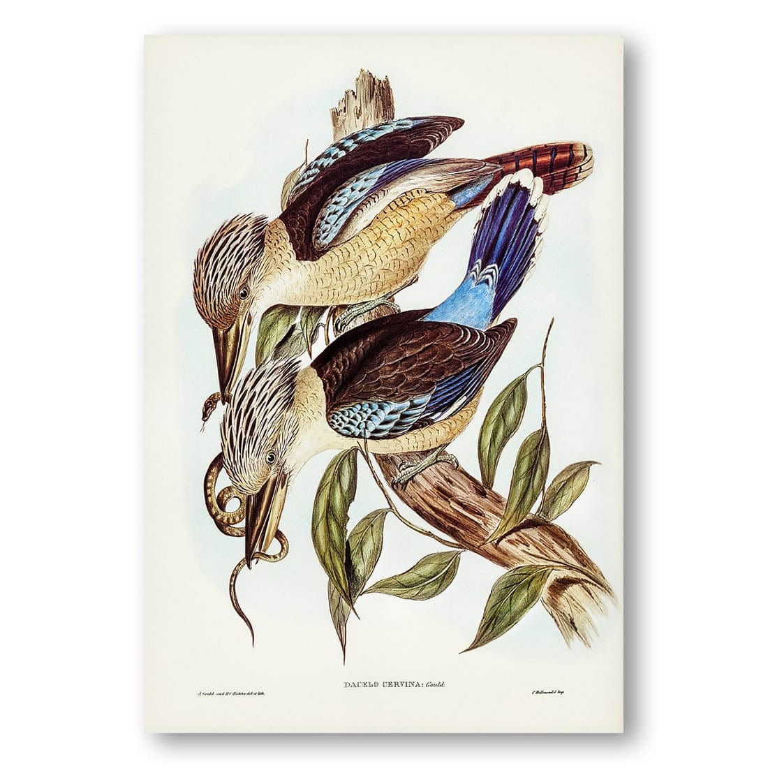 Fawn-breasted Kingfisher by Elizabeth Gould Art Print – Stone and Gray