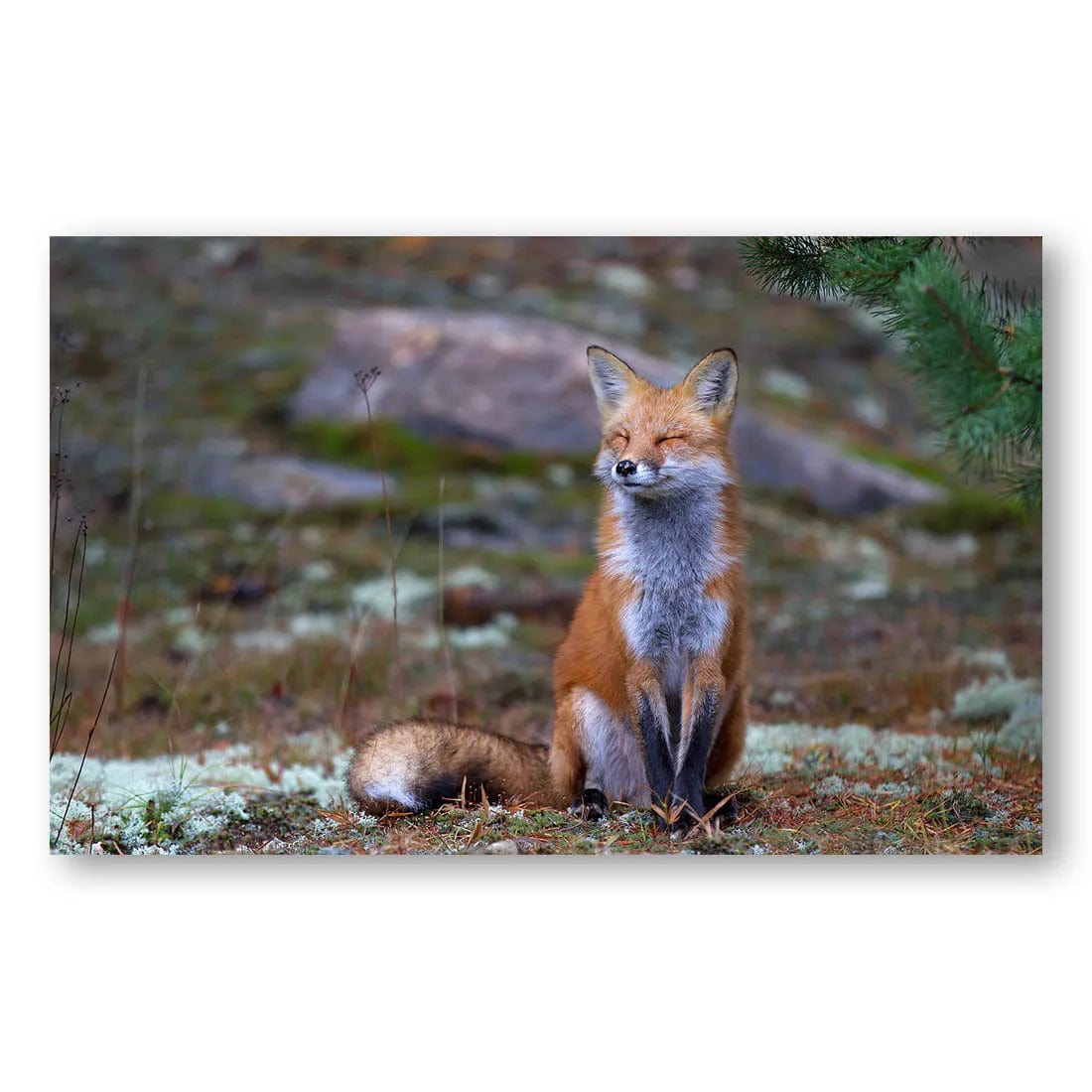 Zen Fox In Algonquin Forest Photo Print – Stone and Gray