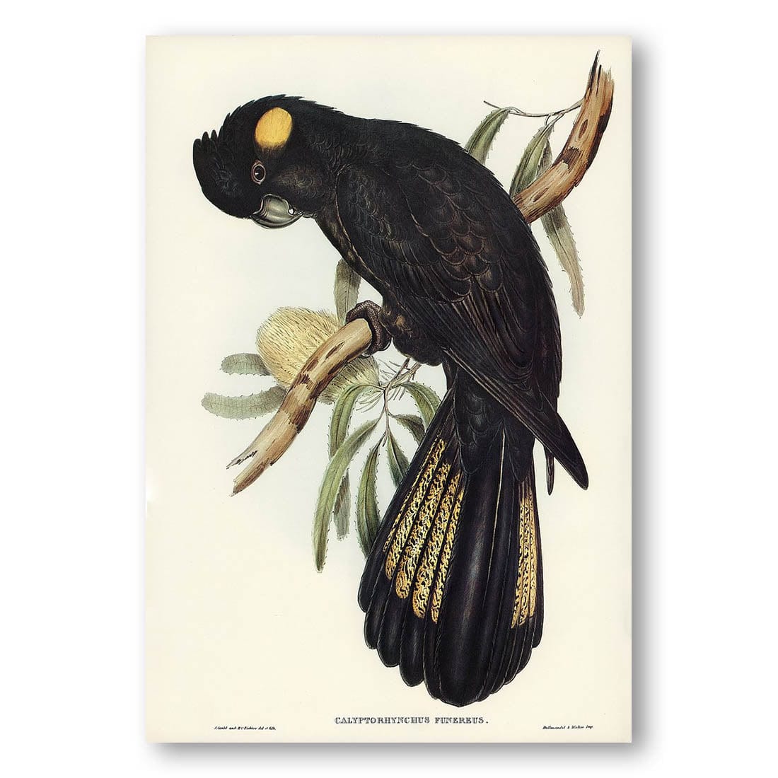 Funereal Cockatoo by Elizabeth Gould Art Print – Stone and Gray