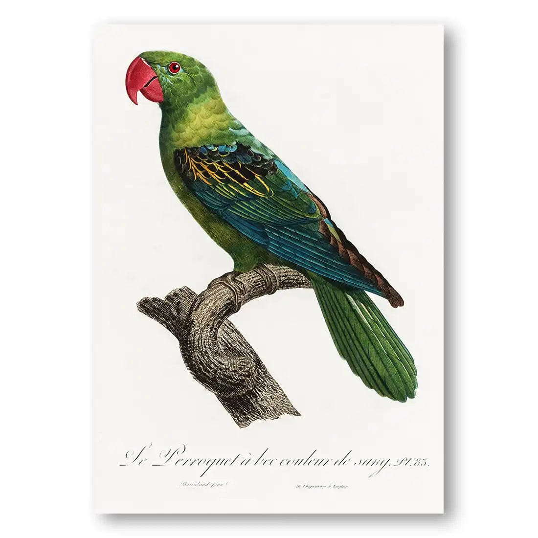 Great Billed Parrot Art Print (Portrait) | Custom Sizes, Fine Art Paper ...