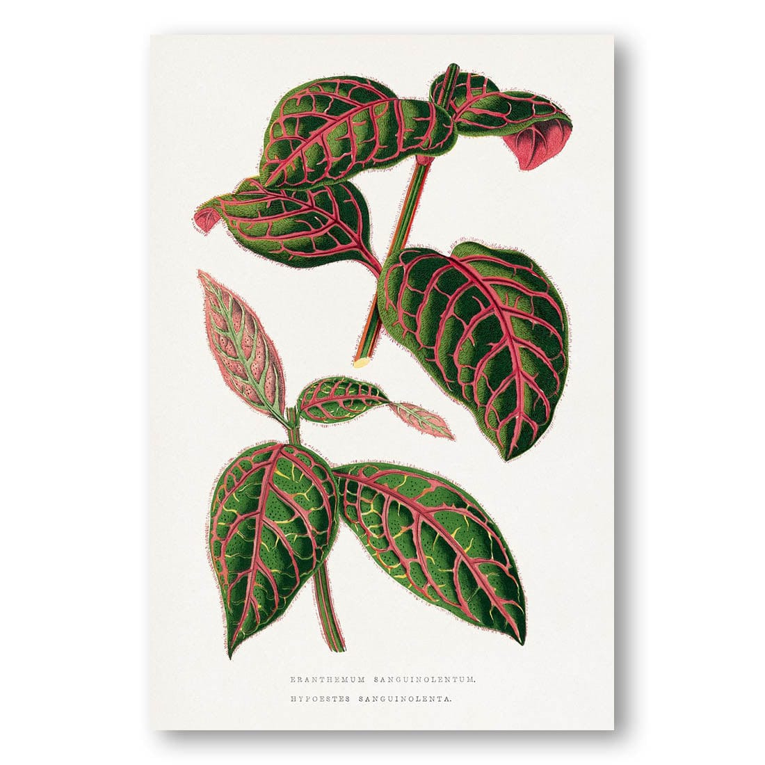 Green Eranthemum Leaf Illustration Art Print – Stone and Gray