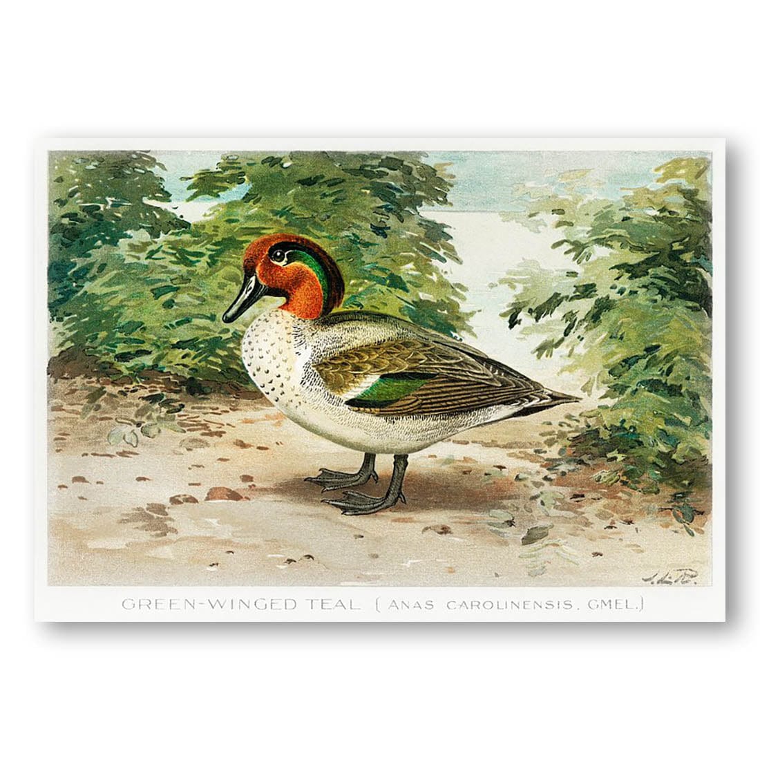 Green-Winged Teal by L. Ridgway Art Print – Stone and Gray