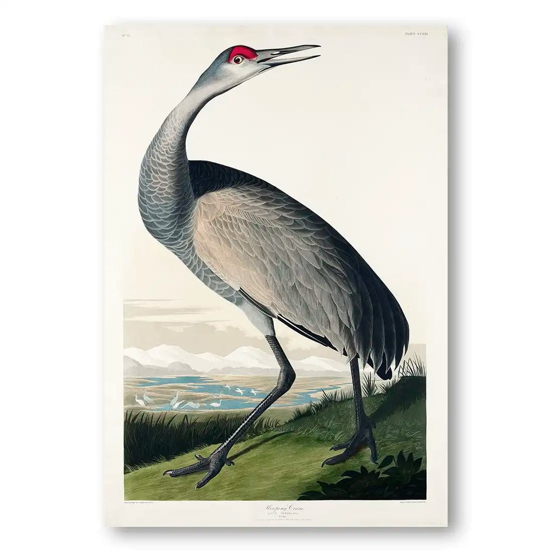 Hooping Crane 2 by John James Audubon Art Print (Portrait) | Custom ...
