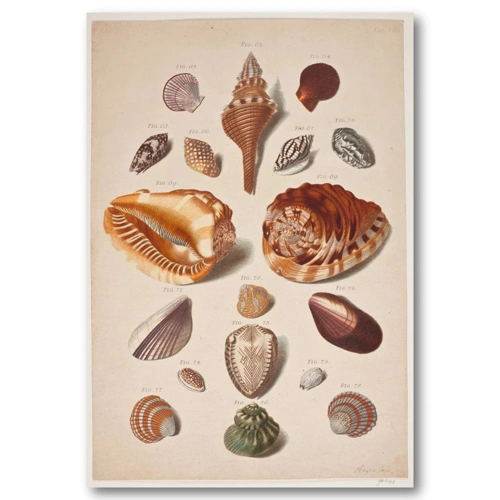 Collection of Conch Shells 9 Art Print – Stone and Gray