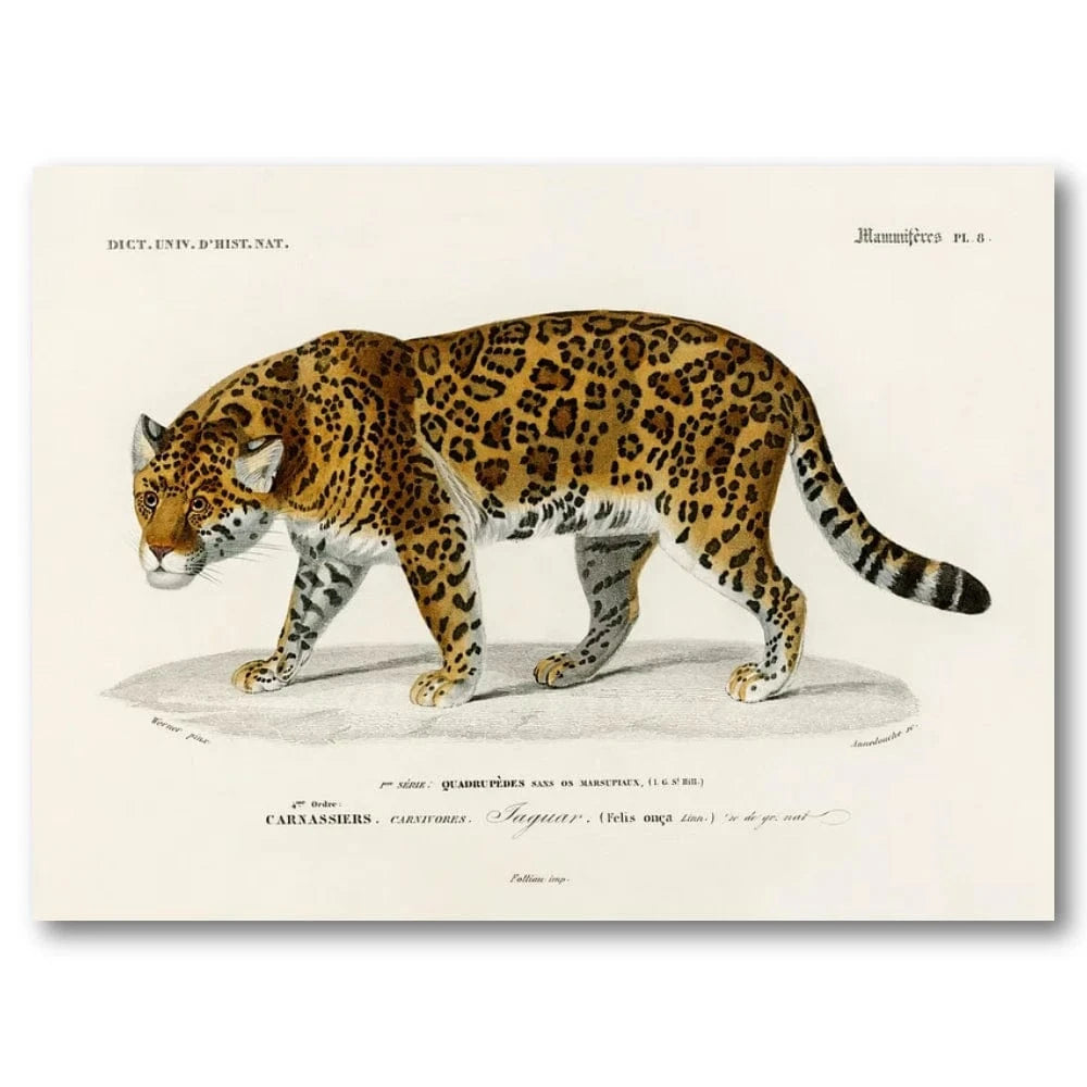 Jaguar by Charles Dessalines D Orbigny Art Print – Stone and Gray