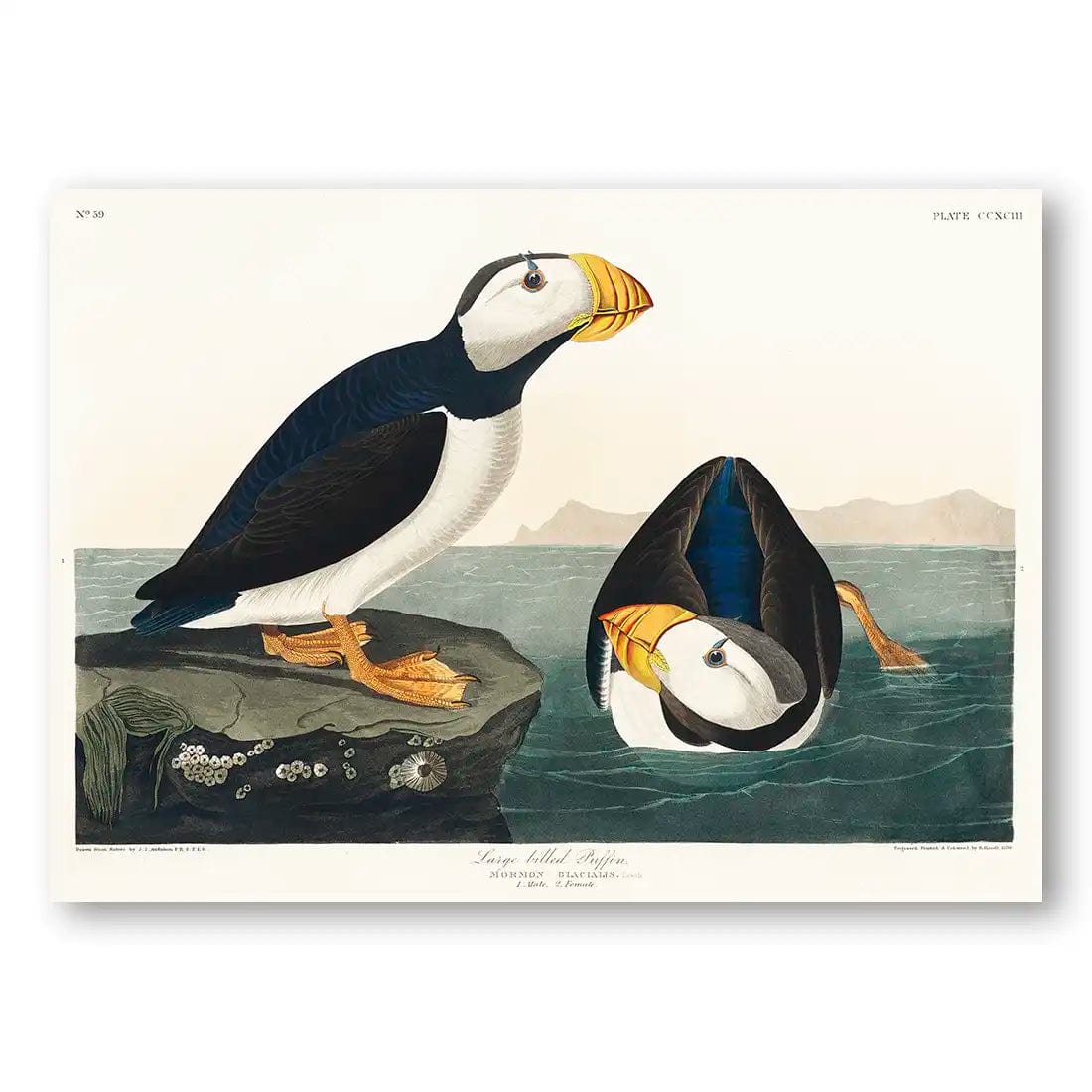 Large Billed Puffins by John James Audubon Art Print (Portrait ...