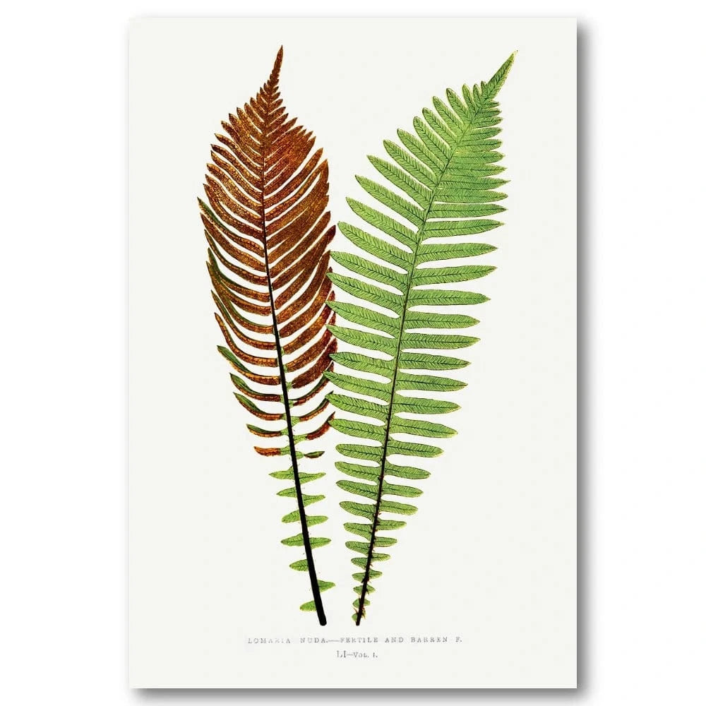 Lomaria Nuda Fern Study Art Print – Stone and Gray
