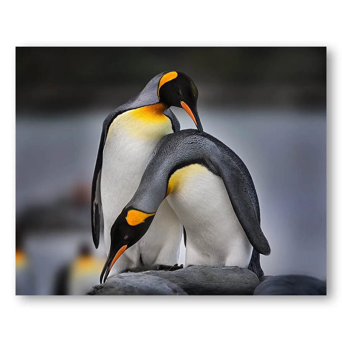 Penguin Lovers' Embrace Photo Print – Stone and Gray