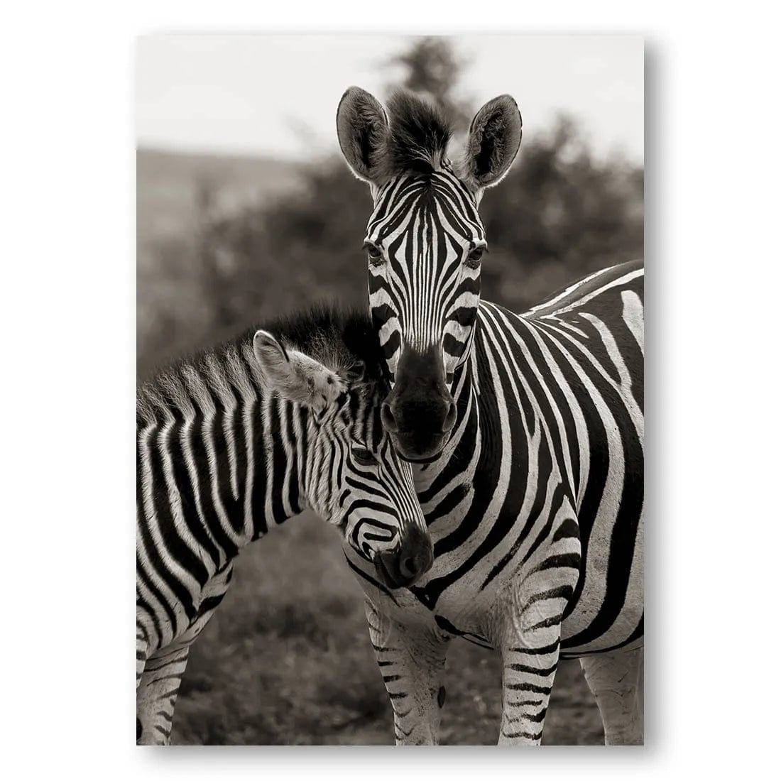 Zebra Embrace Photo Print – Stone and Gray