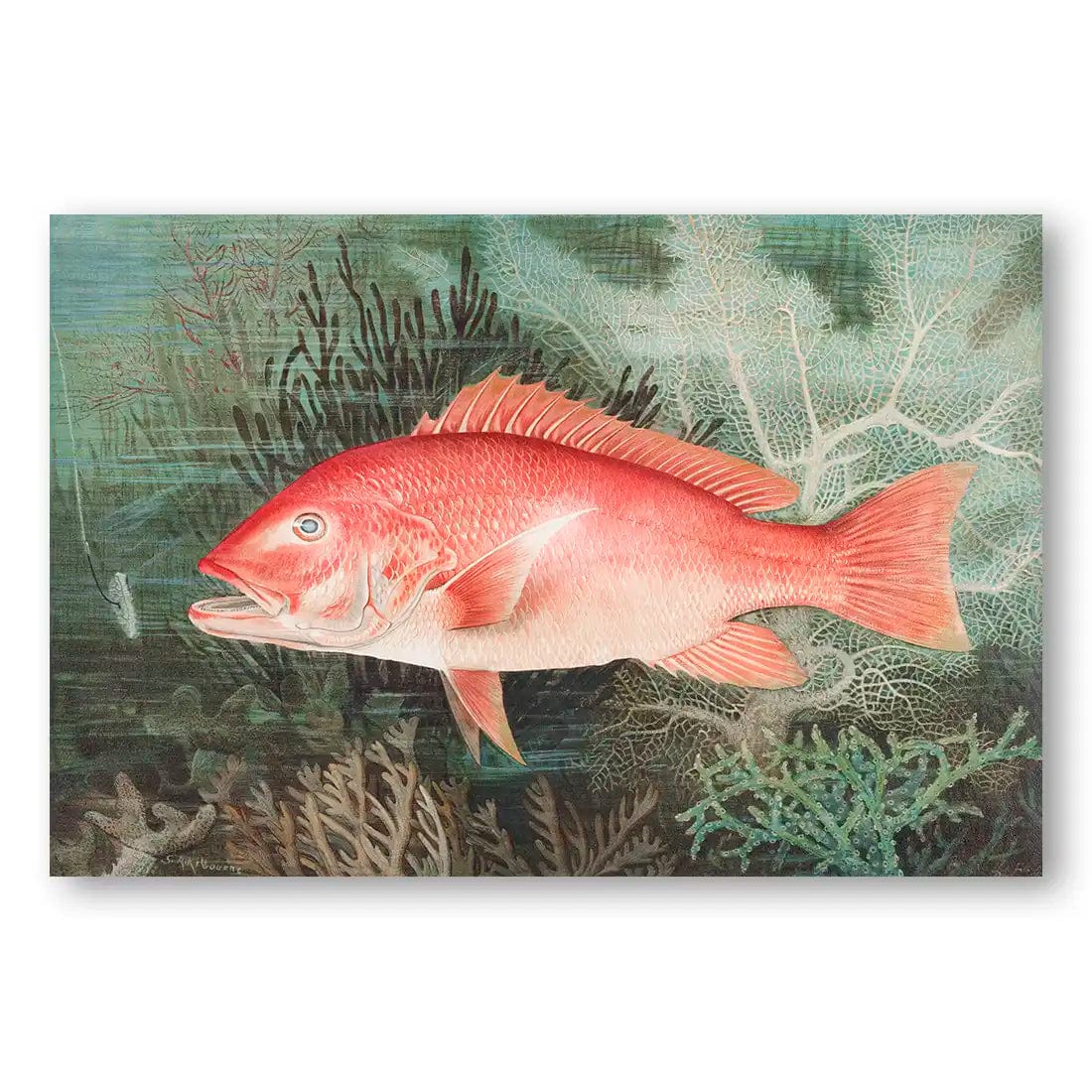 Northern Red Snapper by Samuel Kilbourne Fish Art Print – Stone and Gray