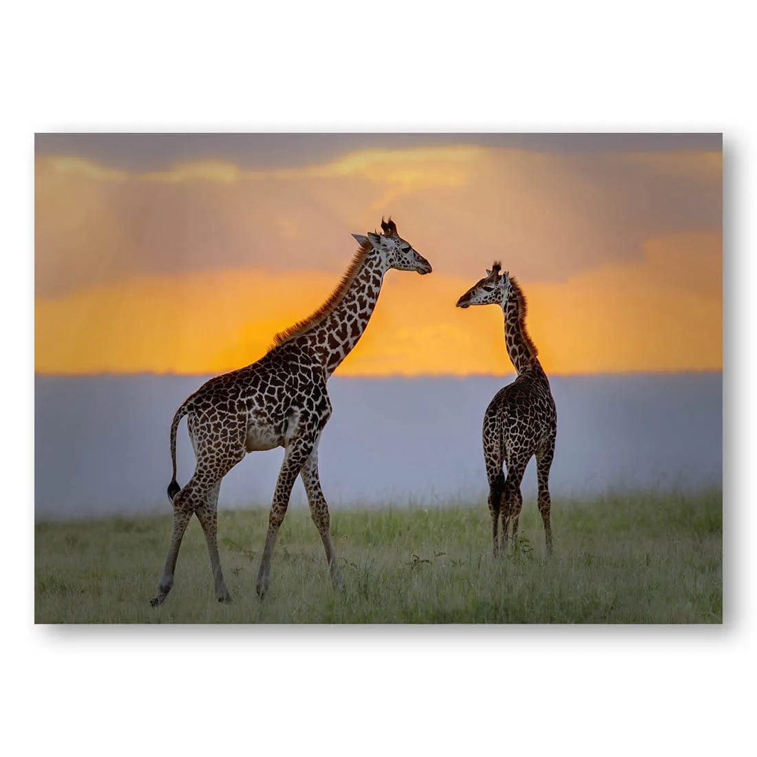 Sunset Giraffe Peace Photo Print – Stone and Gray