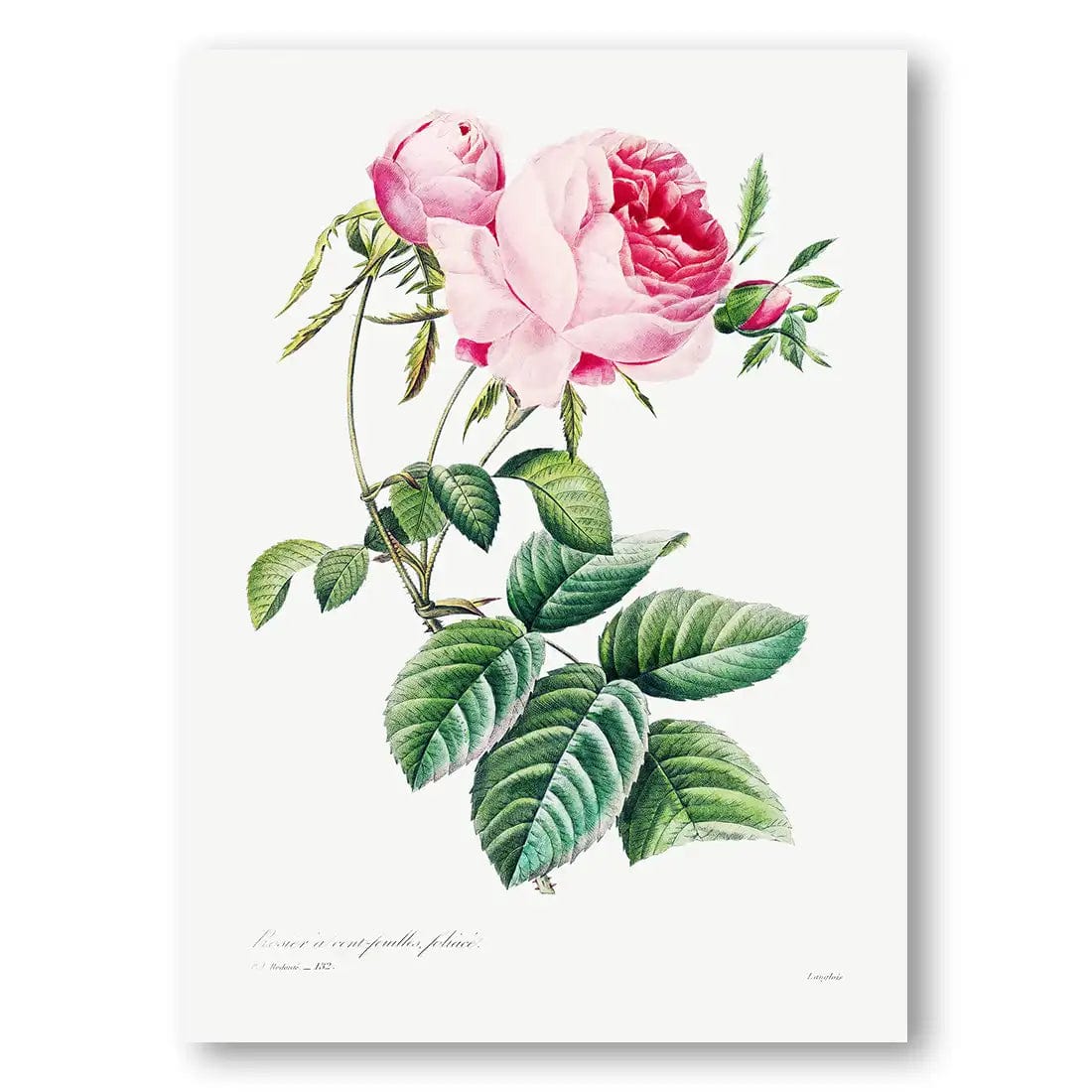 Pink Cabbage Rose Vintage Art Print (Portrait) | Custom Sizes, Fine Art ...