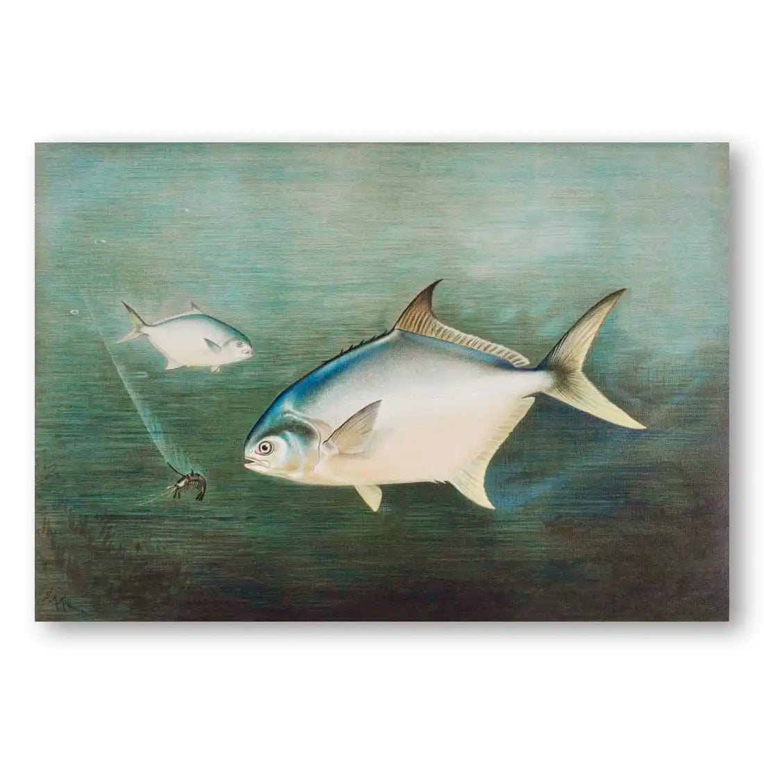 Pompano By Samuel Kilbourne Fish Art Print – Stone and Gray