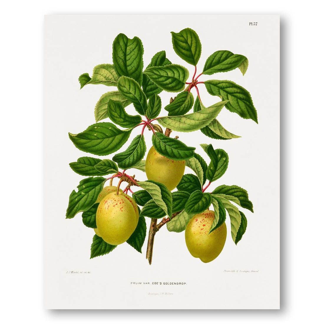 Pruim Var Coes Goldendrop by Abraham Jacobus Wendel Art Print – Stone ...