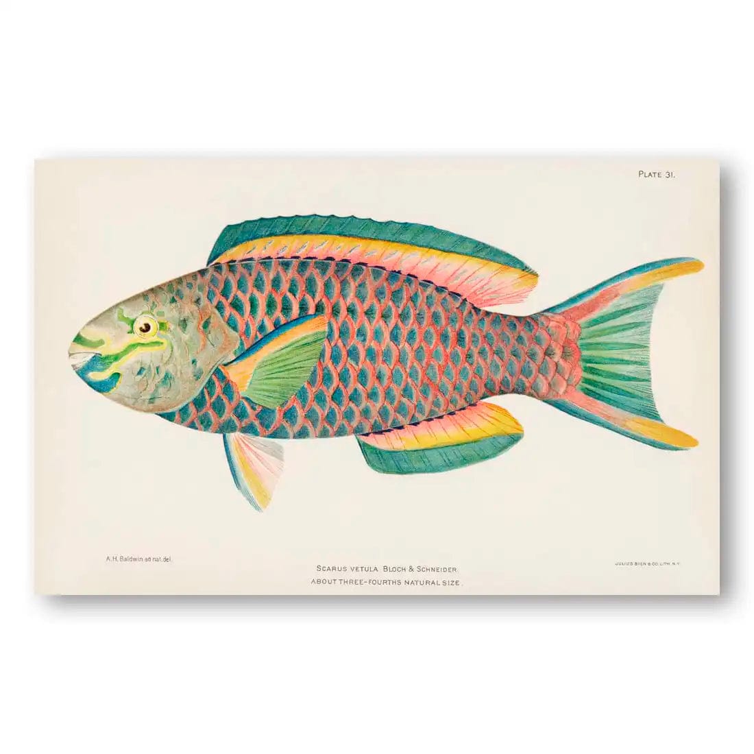 Queen Parrot Tropical Vintage Fish Art Print (Portrait) | Custom Sizes ...