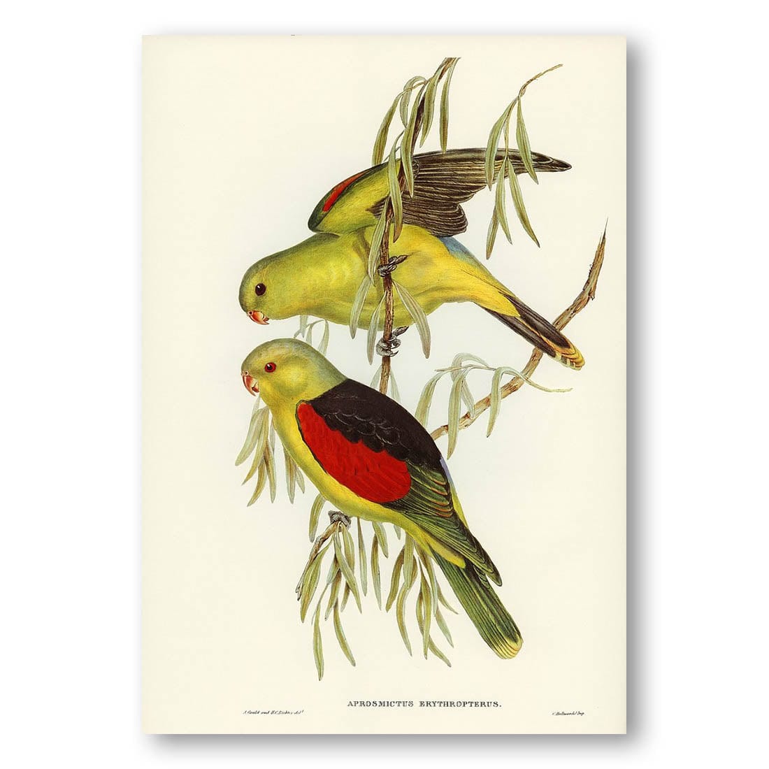Red-winged Lory by Elizabeth Gould Art Print – Stone and Gray