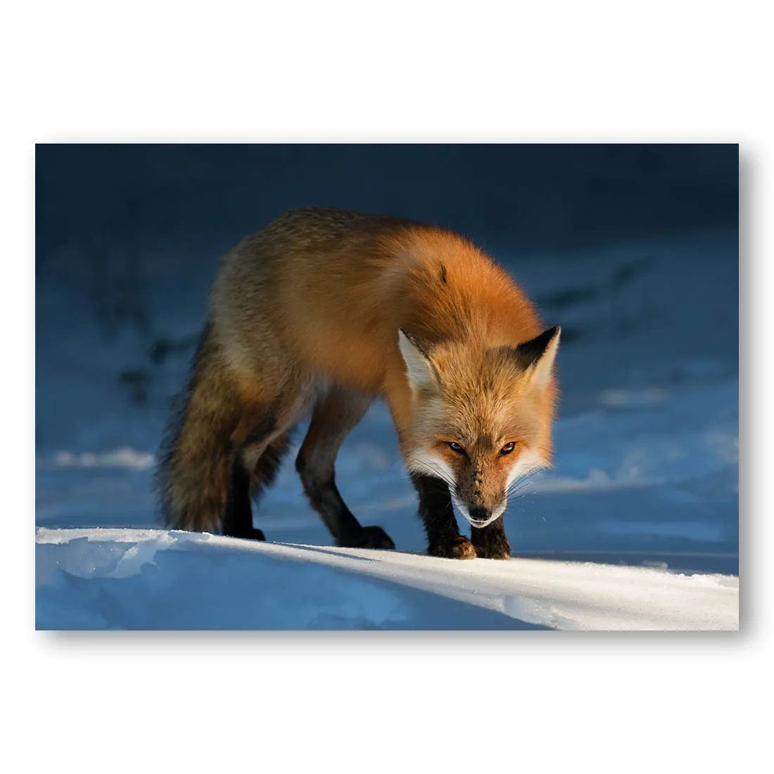Winter Fox Prowler Photo Print – Stone and Gray